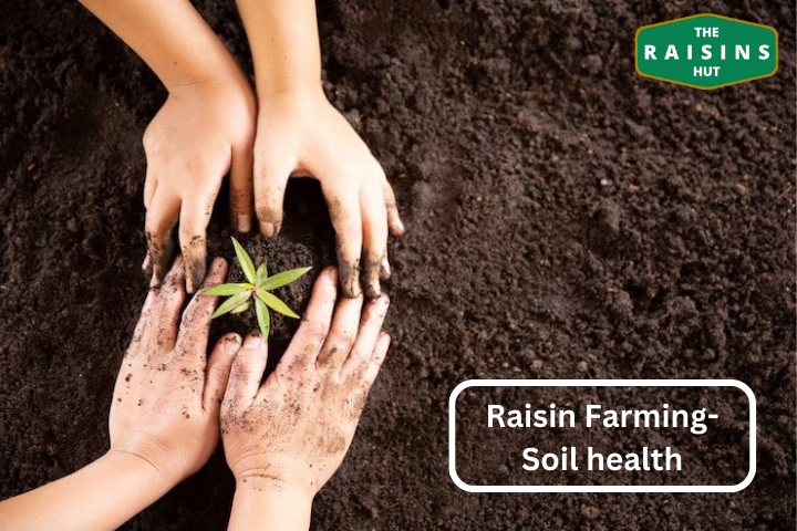 The Environmental Benefits of Raisin Production: How Raisin Farming ...