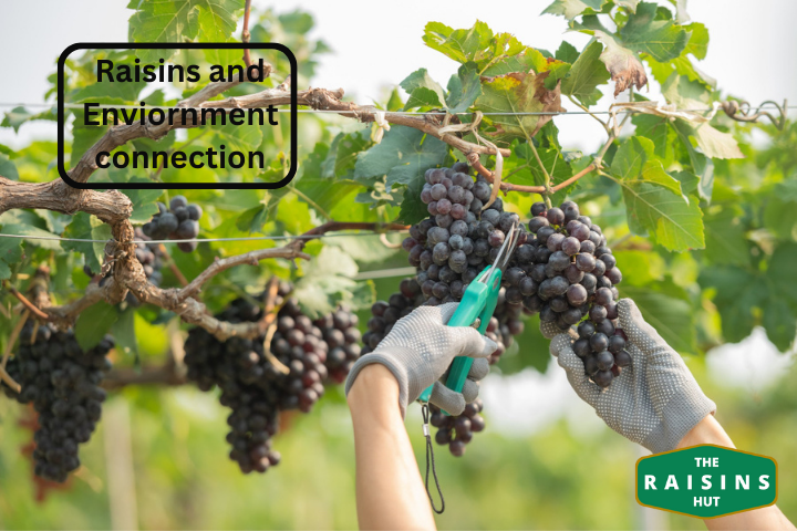 The Environmental Impact of Raisin Production on Air Quality | The ...