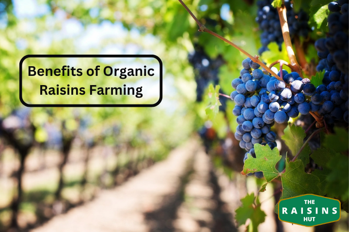 The Environmental Benefits of Organic Raisin Farming | The Raisins Hut
