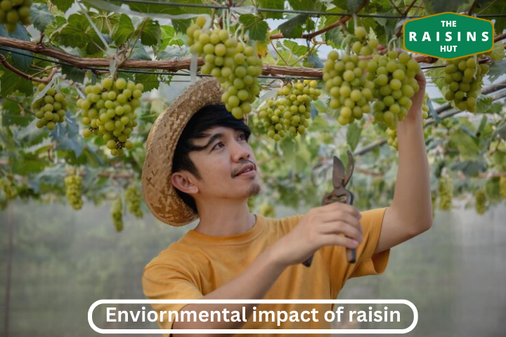 The Environmental Impact of Raisin Production: Examining the Carbon ...