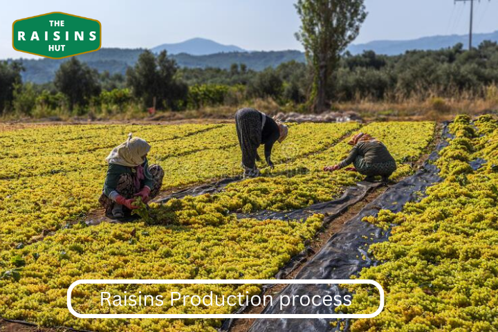 Discover How Raisins are Made by The Raisins Hut: A Behind-the-scenes ...